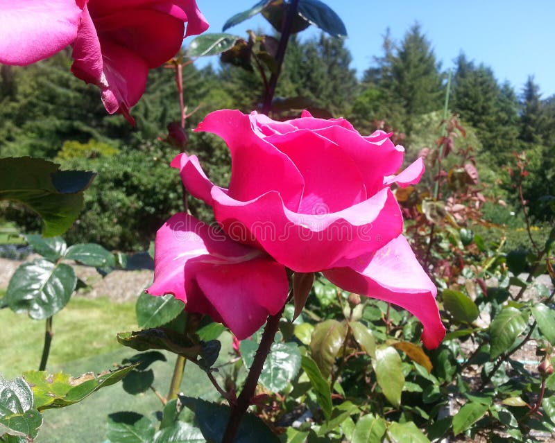 Hot Princess Rose stock image. Image of impressive, nature - 97704927