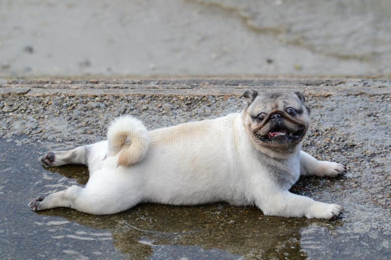 Hot pug stock image. Image of looking, dogs, ears, pedigree - 20280573