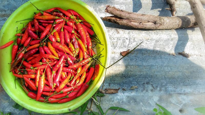 Hot Red Chilli stock image. Image of capture, wallpaper - 116661607