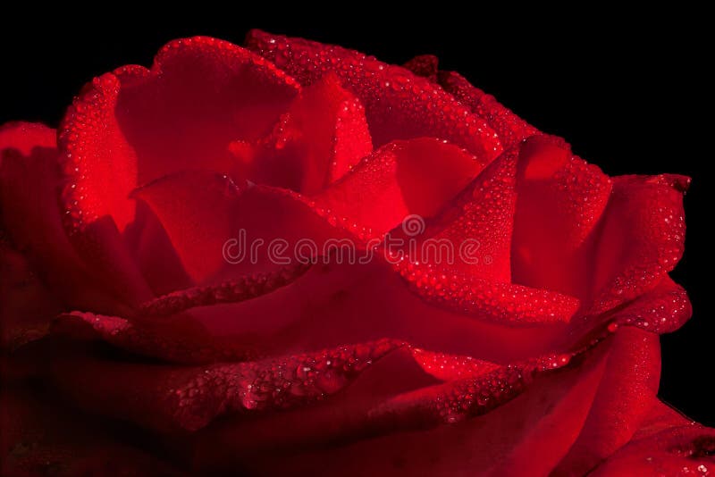 Hot Red Rose with Waterdrops Stock Photo - Image of elegant, beauty: 277326