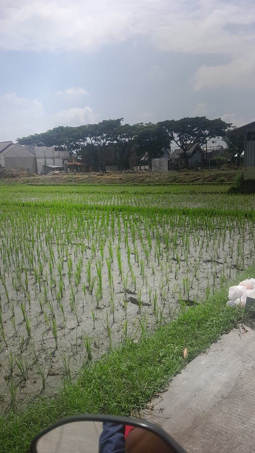 Hot rice field atmosphere stock image. Image of grass - 380651559