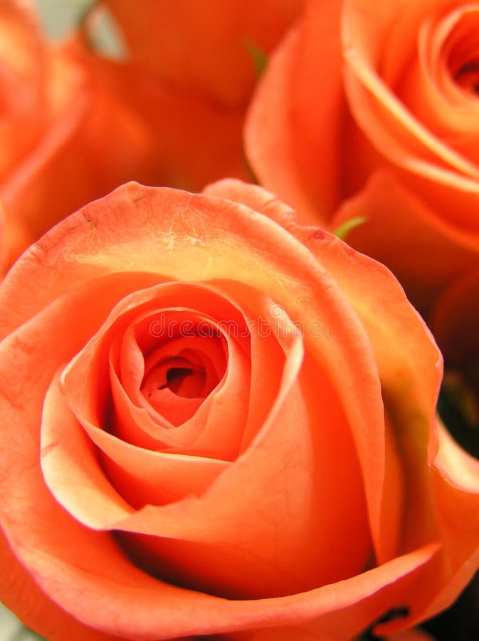 Hot roses stock photo. Image of cople, proposal, happy - 150748