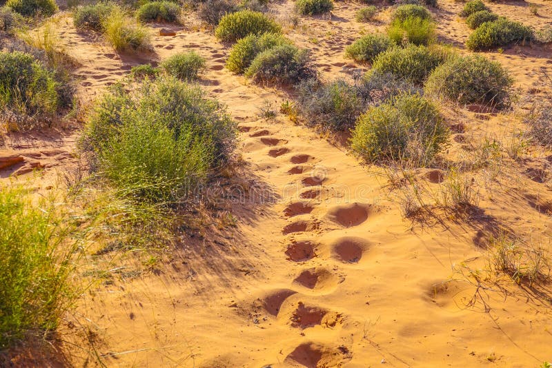 Hot Sand in the Desert of Nevada Stock Photo - Image of nevada ...