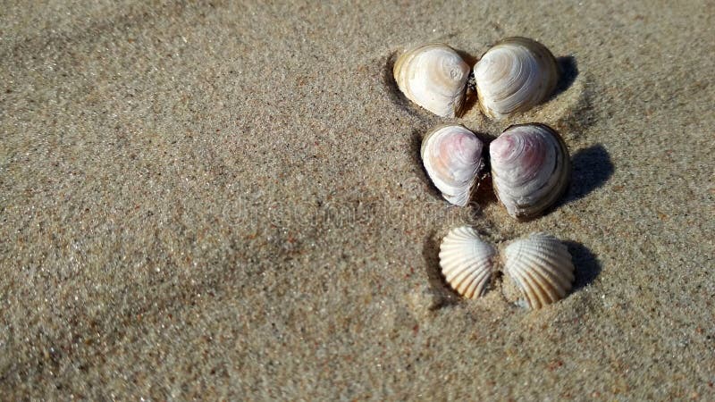Seashells on the Sunny Seashore Stock Image - Image of rest, light ...