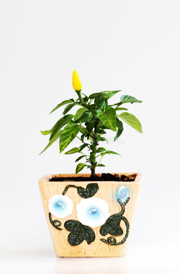 Hot Sharp Yellow Little Pepper Capsicum Frutescens Grows in a Pot on a ...
