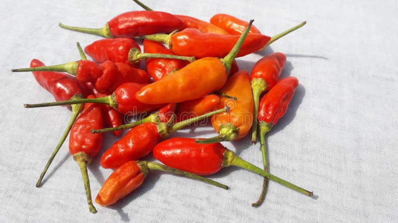 242 Cabe Rawit Stock Photos - Free & Royalty-Free Stock Photos from ...