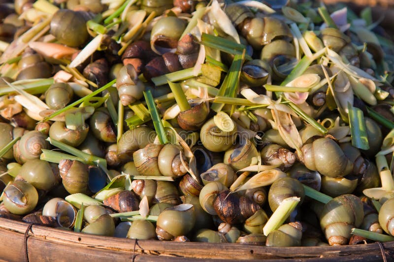 Hot and spicy fried shell stock image. Image of asia - 25242405