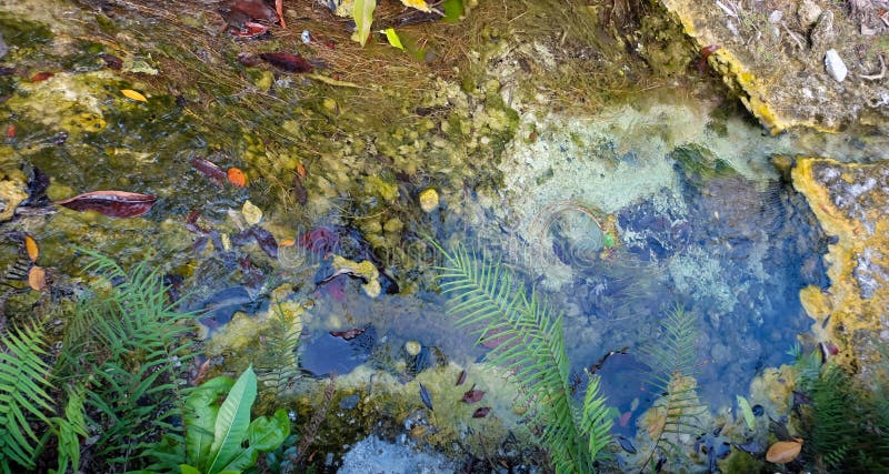 Crystal Pool with Fall Foliage at Lost Maples State Park, Texas Stock ...