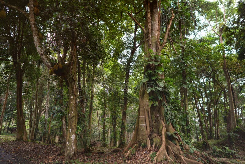Hot spring jungle in bali stock image. Image of culture - 182620603