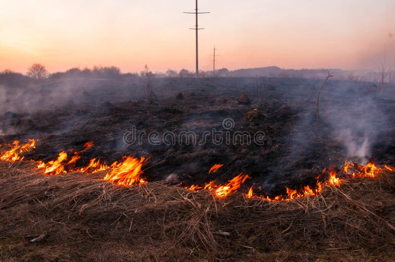 On a Hot Summer Day, Dry Grass is Burning on the Field. Burning Stock ...