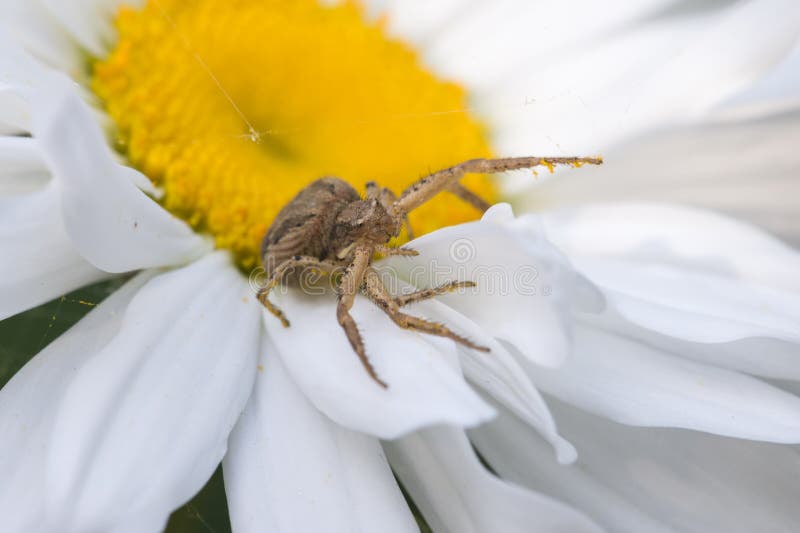 A Spider Sits on a Daisy and Weaves a Web Stock Image - Image of small ...