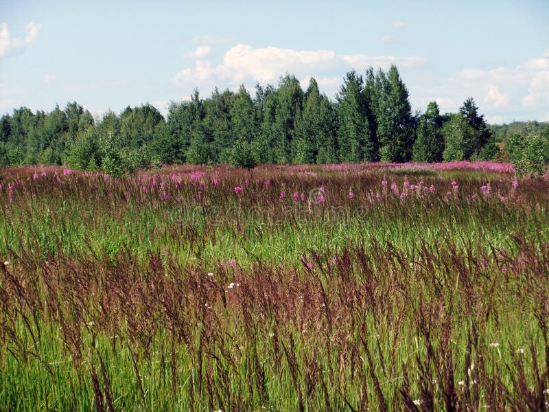 Hot summer day stock photo. Image of scene, grass, foliage - 42325688