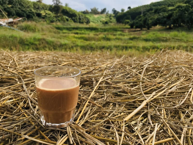 Hot Tea on a Straw in the Midst of Nature Stock Photo - Image of midst ...
