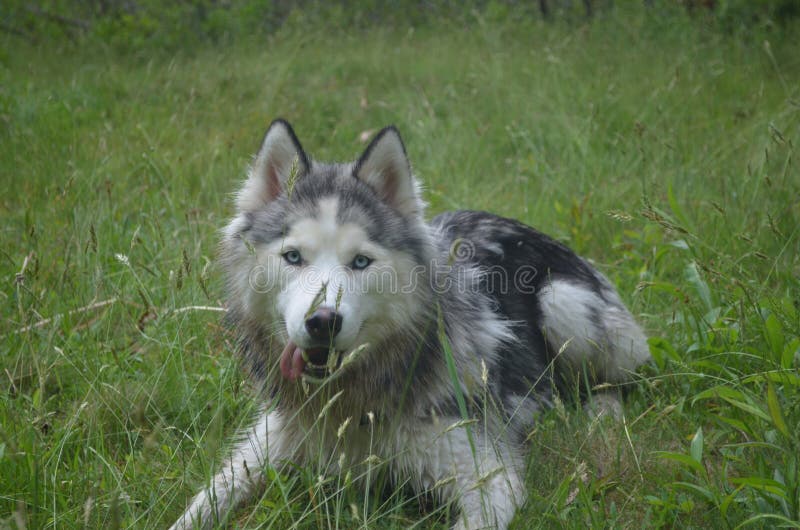 Hot and Tired Siberian Husky Stock Photo - Image of tongue, blue: 79921276