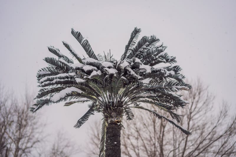 Hot Tree, Cold Weather. Palm Tree in the Snow Stock Photo - Image of ...