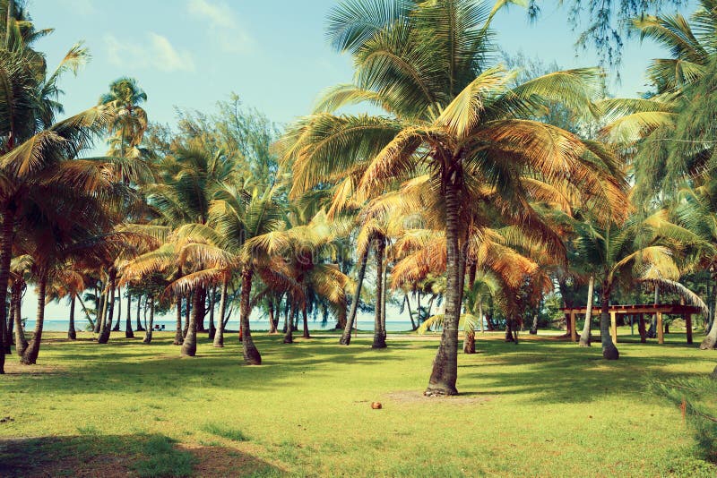 Hot Tropical Beach stock image. Image of rico, blue, vacations - 41871433
