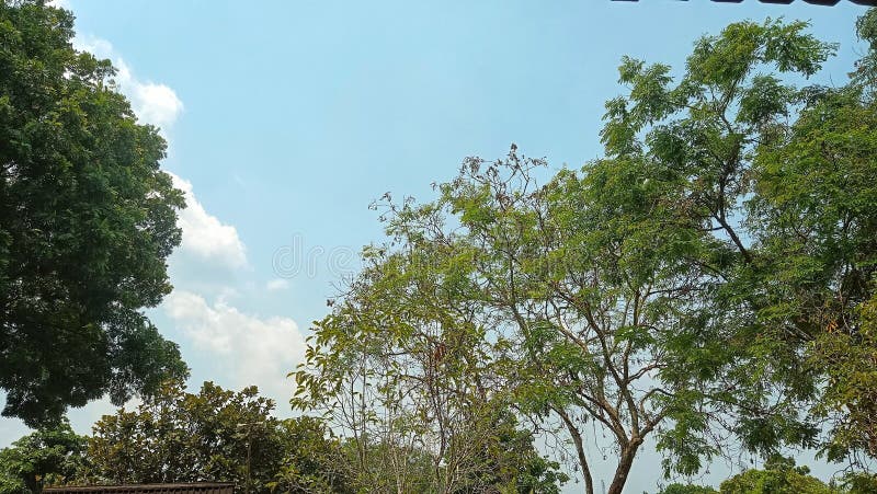 Hot Weather during the Day with Lush Trees Stock Photo - Image of bokeh ...