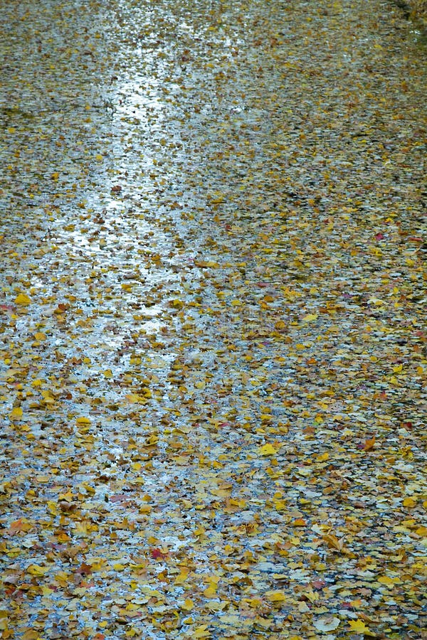 Hot Yellow Autumn Leaves in Cold Water Stock Image - Image of natural ...