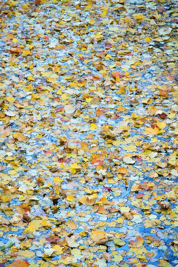 Hot Yellow Autumn Leaves in Cold Water Stock Photo - Image of colour ...