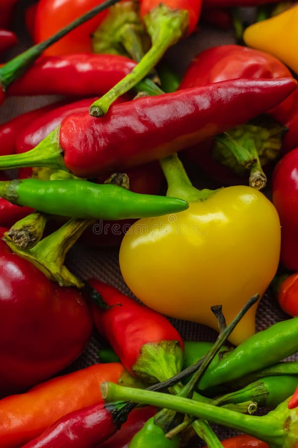 Round Hot Pepper Plant stock image. Image of ripe, healthy - 21981257