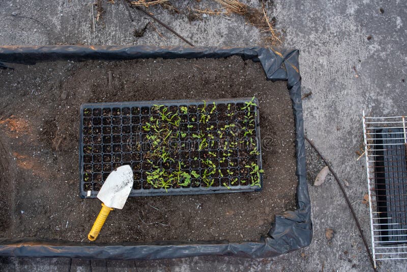 Hotbed of Different Seeds Growing Up Stock Photo - Image of board ...