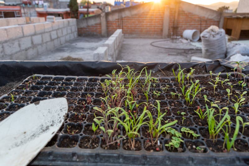 Hotbed of Different Seeds Growing Up Stock Image - Image of rural ...