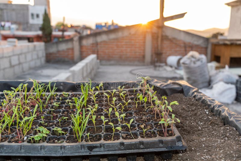 Hotbed of Different Seeds Growing Up Stock Image - Image of hotbed ...