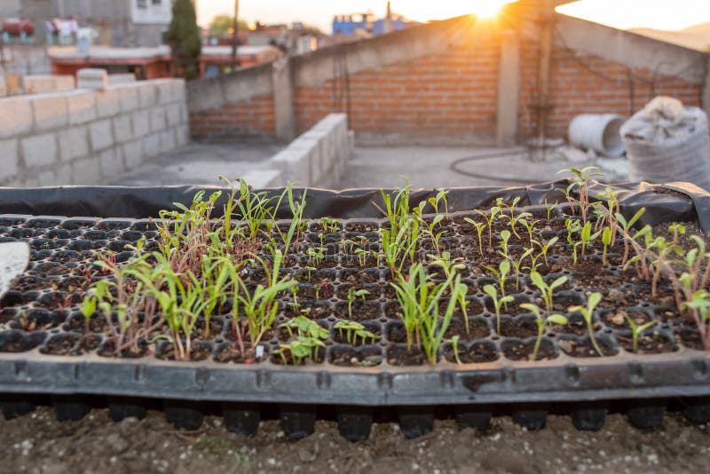 Hotbed of Different Seeds Growing Up Stock Image - Image of garden ...