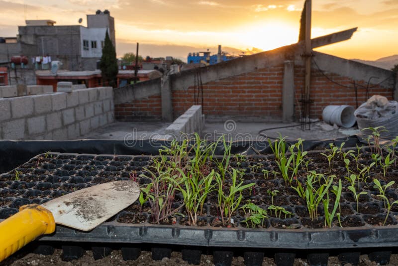 Hotbed of Different Seeds Growing Up Stock Photo - Image of seedlings ...