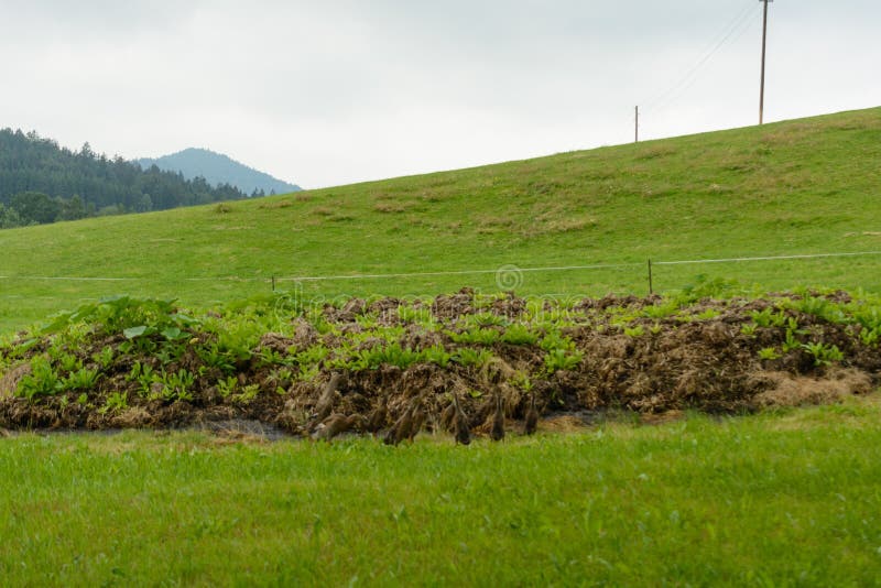 Cucumber hotbed stock photo. Image of handmade, green - 32772014
