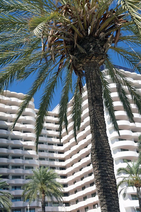 Hotel Building and Palm Trees Stock Photo - Image of architecture ...
