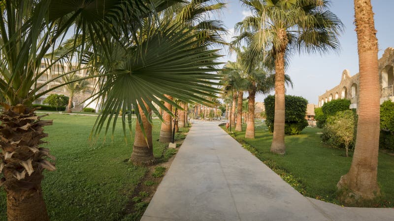 Hotel Path among Palm Trees at Sunset Time Stock Image - Image of ...