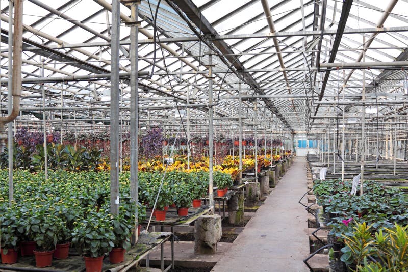 Greenhouse stock image. Image of hothouse, interior, culture - 23389937