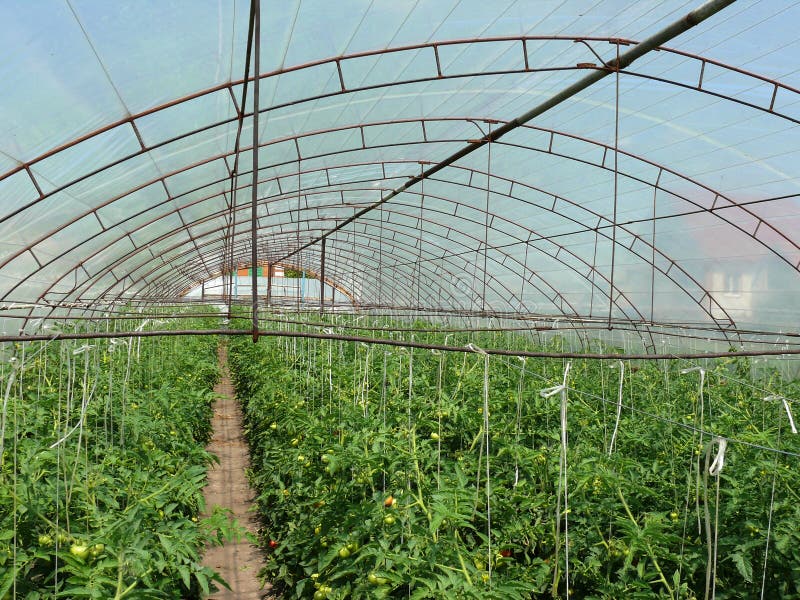 Hothouse, hotbed stock photo. Image of dome, business - 7538296