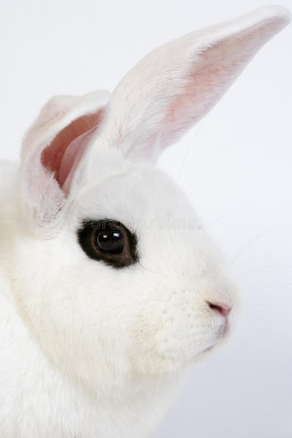Hotot Domestic Rabbit, a Breed from Normandy Stock Image - Image of ...