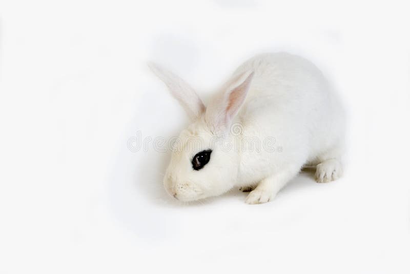 259 Rabit White Background Stock Photos - Free & Royalty-Free Stock ...