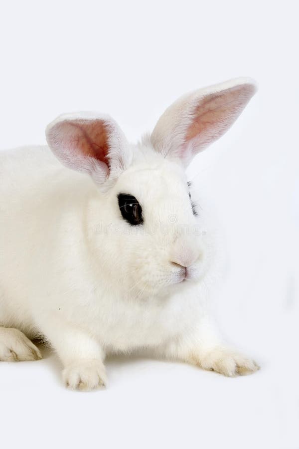 393 White Rabit Stock Photos - Free & Royalty-Free Stock Photos from ...