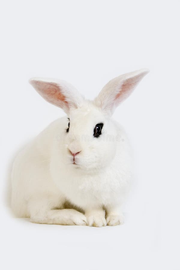 Hotot Domestic Rabit Against White Background, Breed from Normandy ...