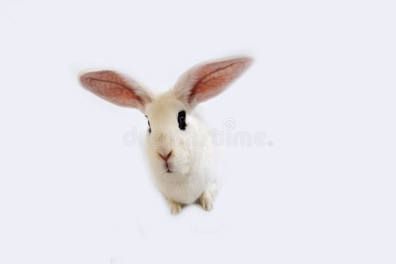 Hotot Domestic Rabit Against White Background, Breed from Normandy ...