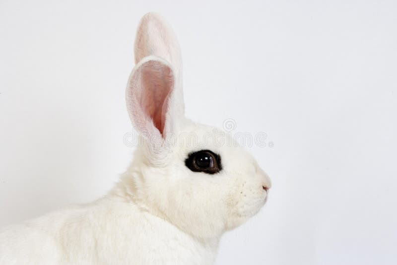 Hotot Rabbit Against White Background, Breed from Normandy Stock Photo ...