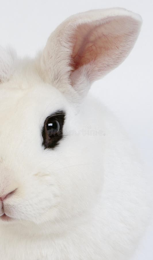Hotot Rabbit, a French Breed from Normandy Stock Image - Image of hotot ...