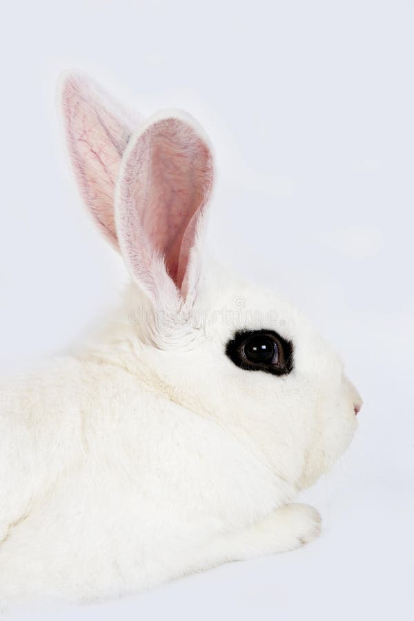Dwarf Hotot Full Grown