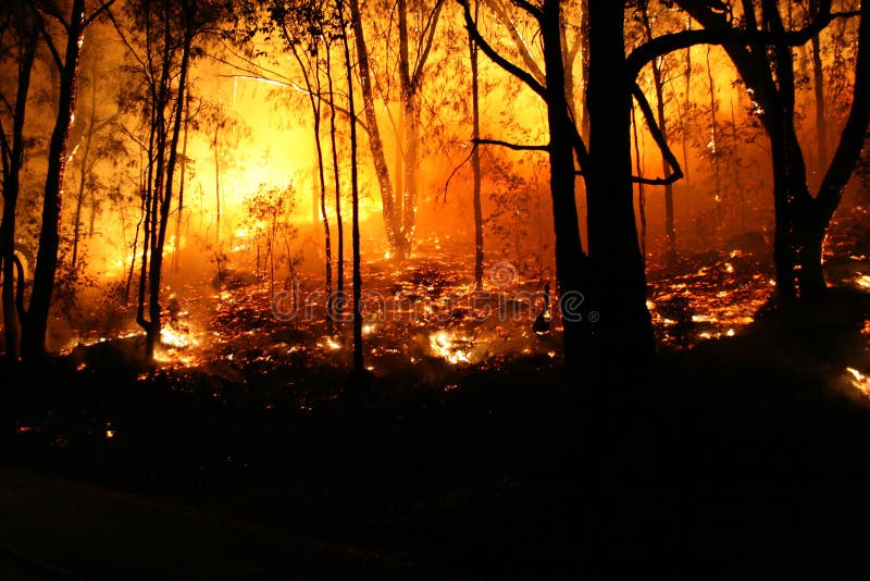 Forest fire at night stock photo. Image of burning, forest - 37558834
