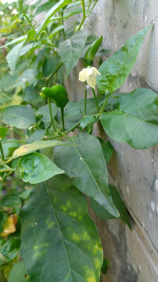 The Hottest Green Chili Flower Growing in the Yard Stock Image - Image ...