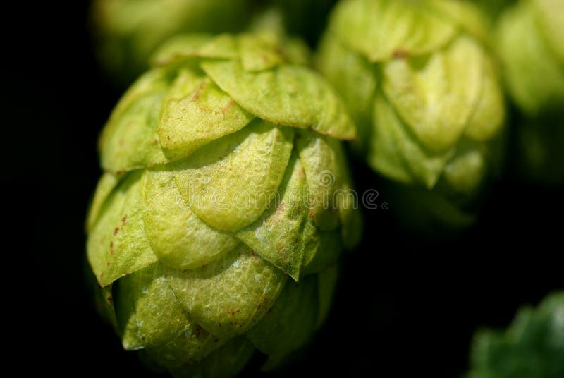 Houblon image stock. Image du orge, brassez, cône, culture - 10695657