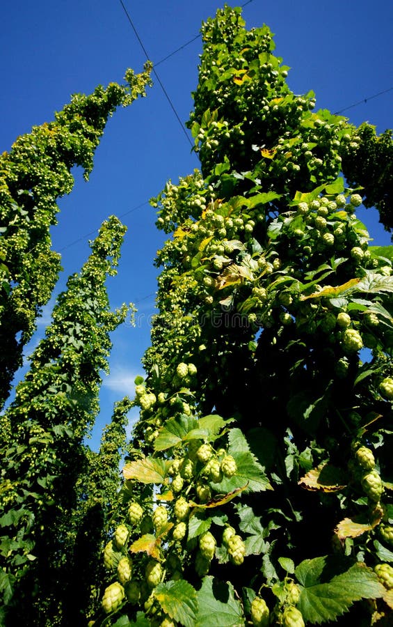 Houblon image stock. Image du allemagne, boisson, centrale - 16040345