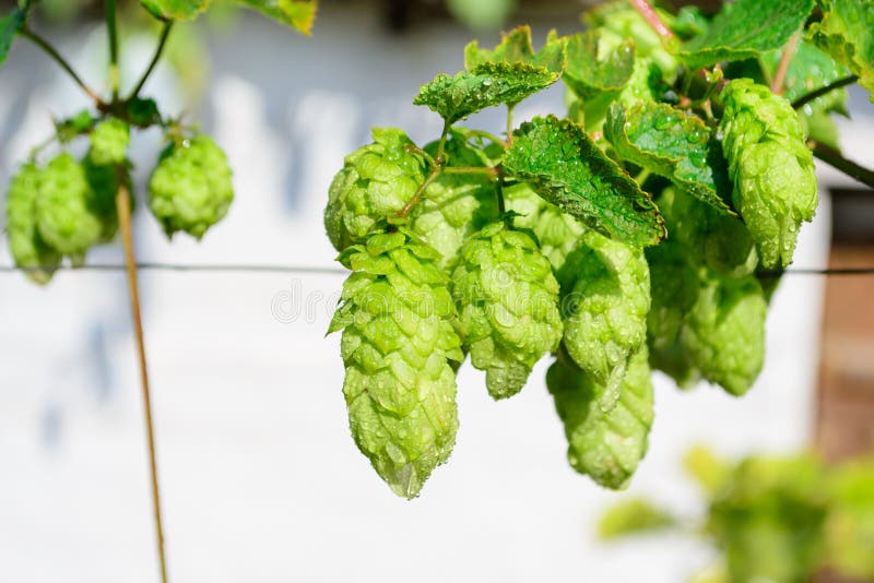 Houblon dans un pot image stock. Image du agriculture - 35917013