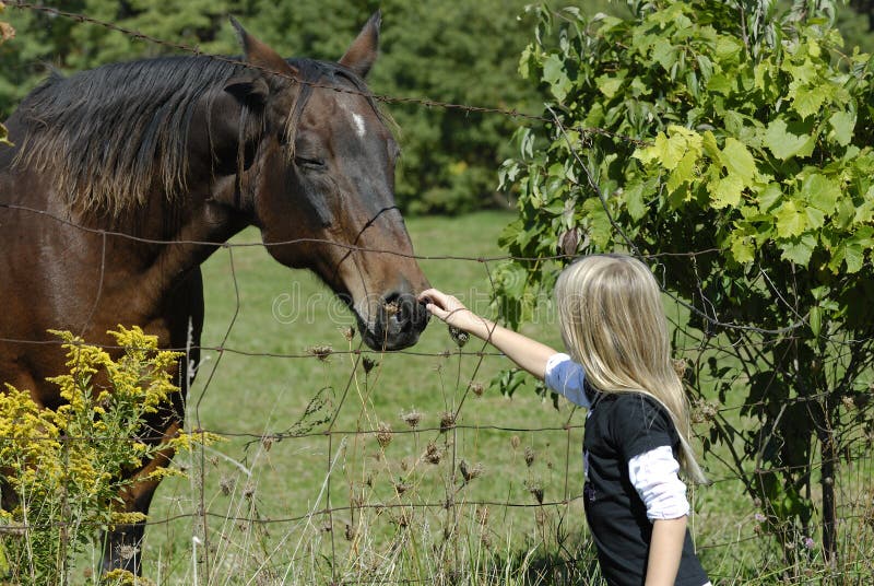Houdend van Paard stock afbeelding. Image of oren, landbouwbedrijf ...