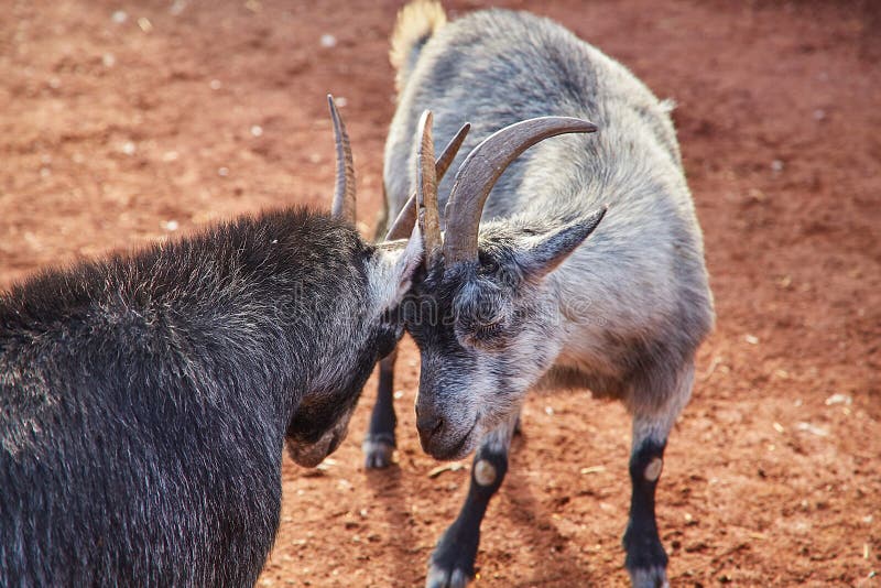 Houdende van geiten stock foto. Image of leuk, boerderij - 66441604