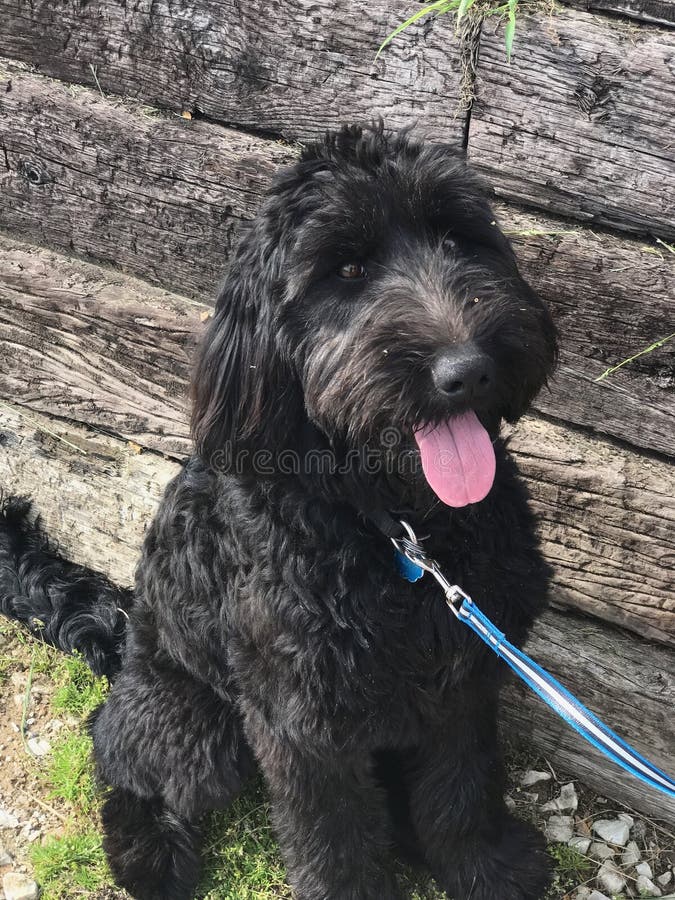 Goldendoodle noir photo stock. Image du chiot, pattes - 106827844